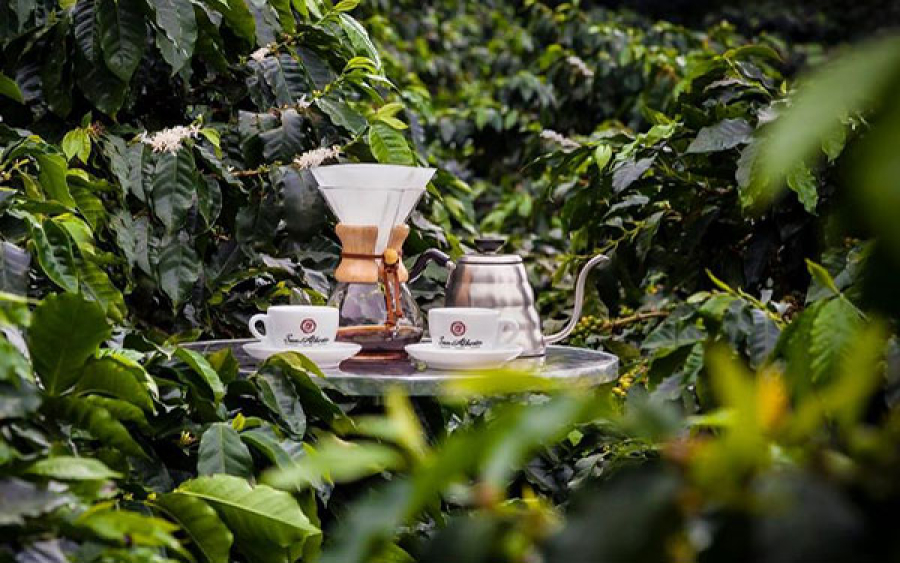 Café diferenciado del Quindío está marcando una interesante tendencia