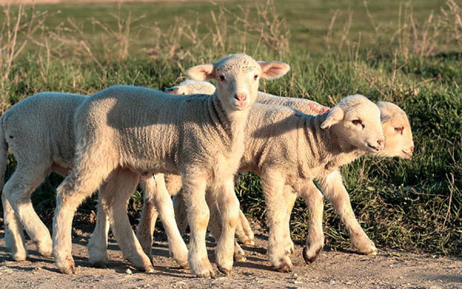 Ovinos y caprinos, una proteína que suple la escasez de bovinos